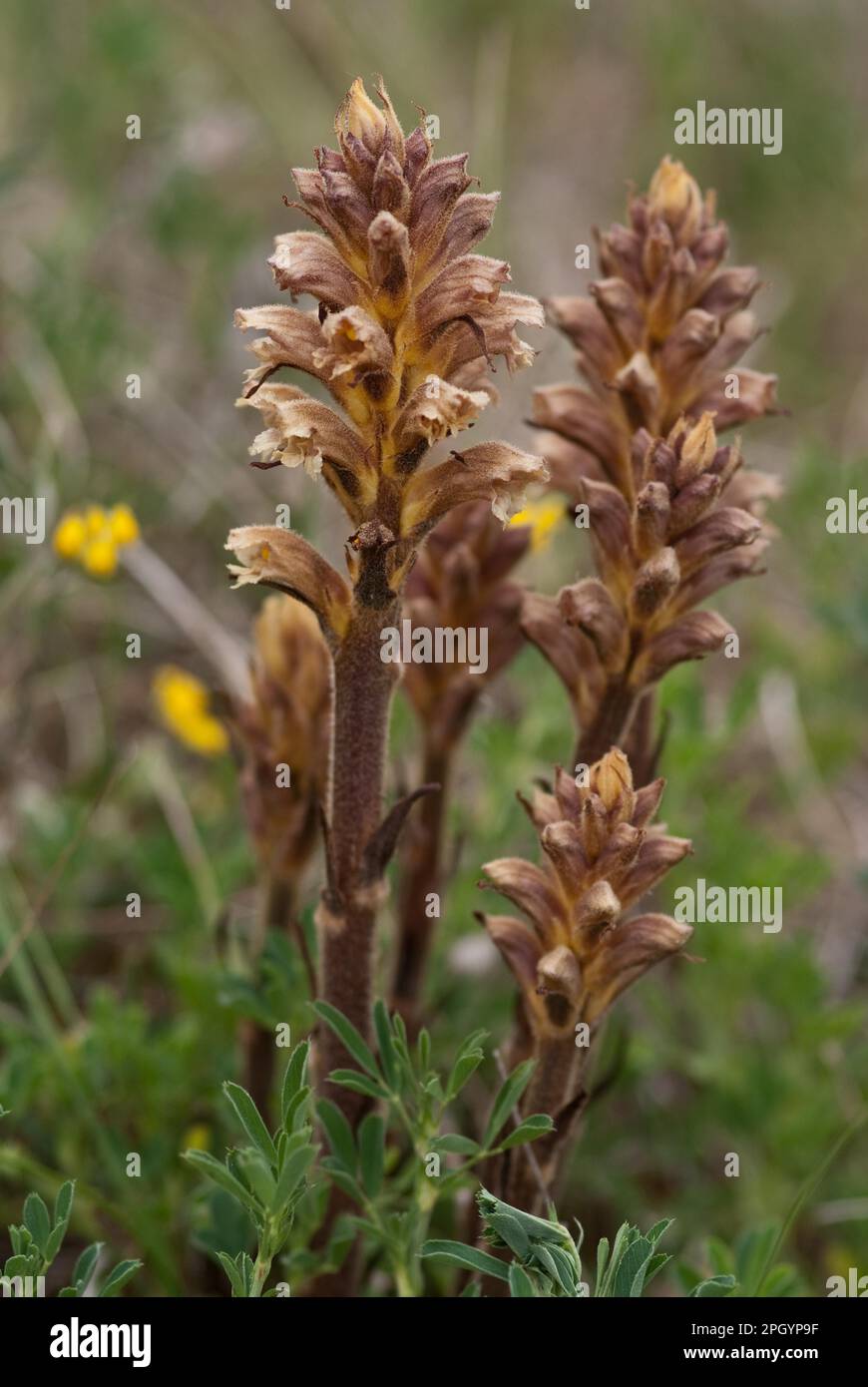 Broomrape hi-res stock photography and images - Alamy