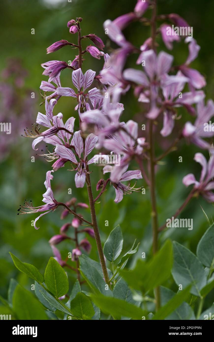 Medicinal plant burning bush hi-res stock photography and images - Alamy