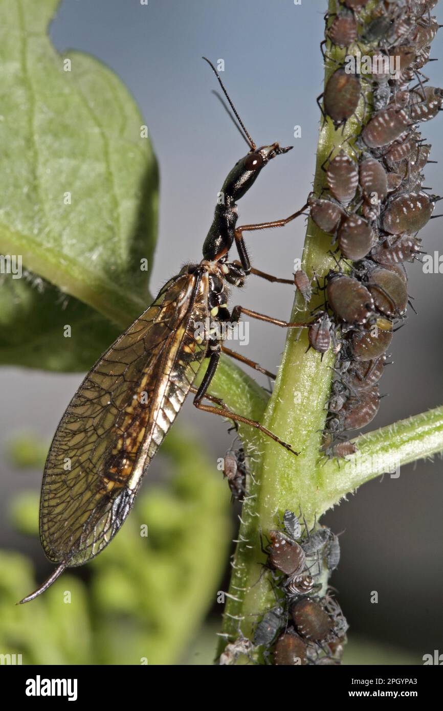 Adult snakefly hi-res stock photography and images - Alamy