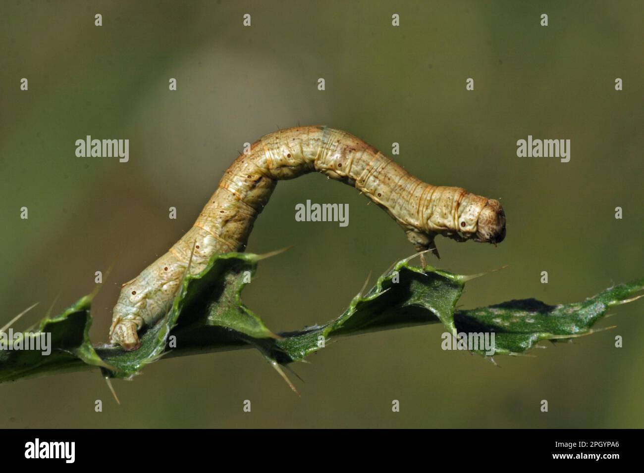 Geometer moth caterpillar hi-res stock photography and images - Alamy