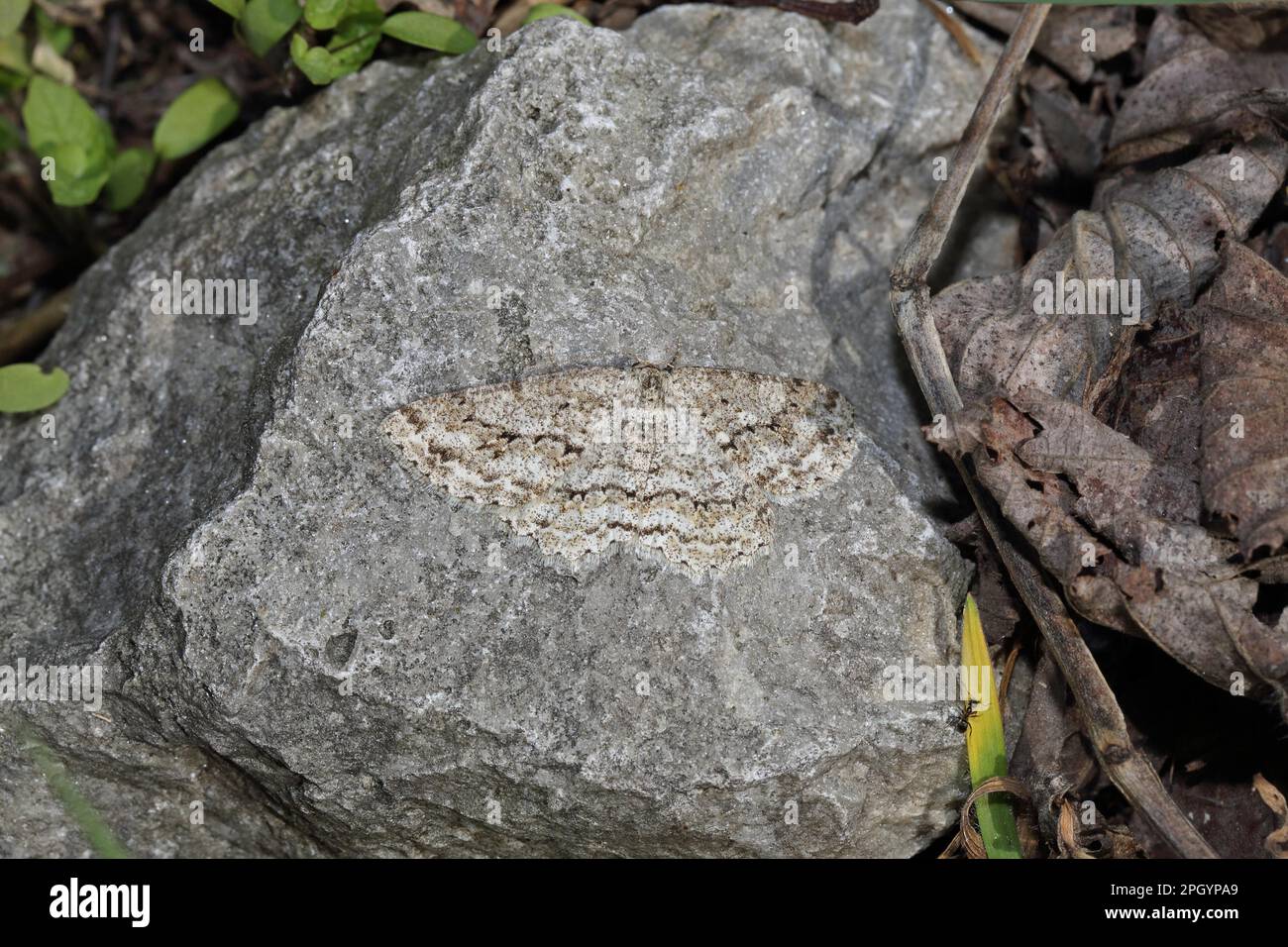 Serrated bark moth Stock Photo - Alamy
