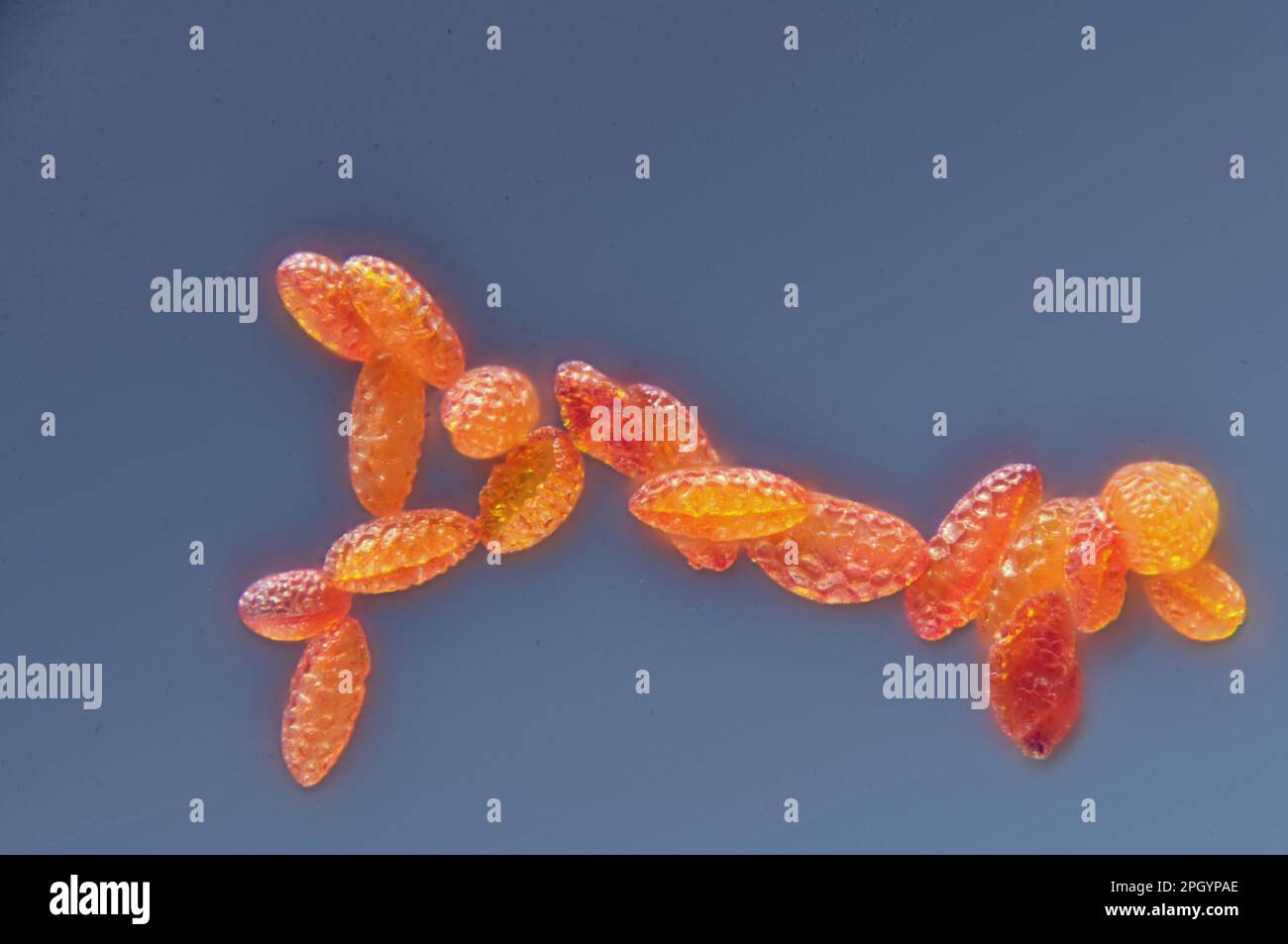 Plant pollen microscopic hi-res stock photography and images - Alamy
