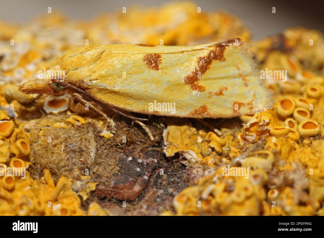 Hook-marked straw moth, Agapeta hamana Stock Photo - Alamy