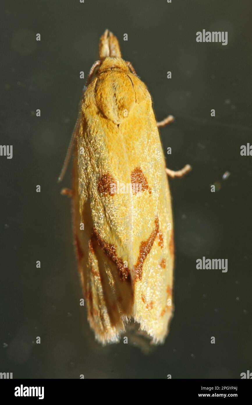 Hook marked straw moth hi-res stock photography and images - Alamy