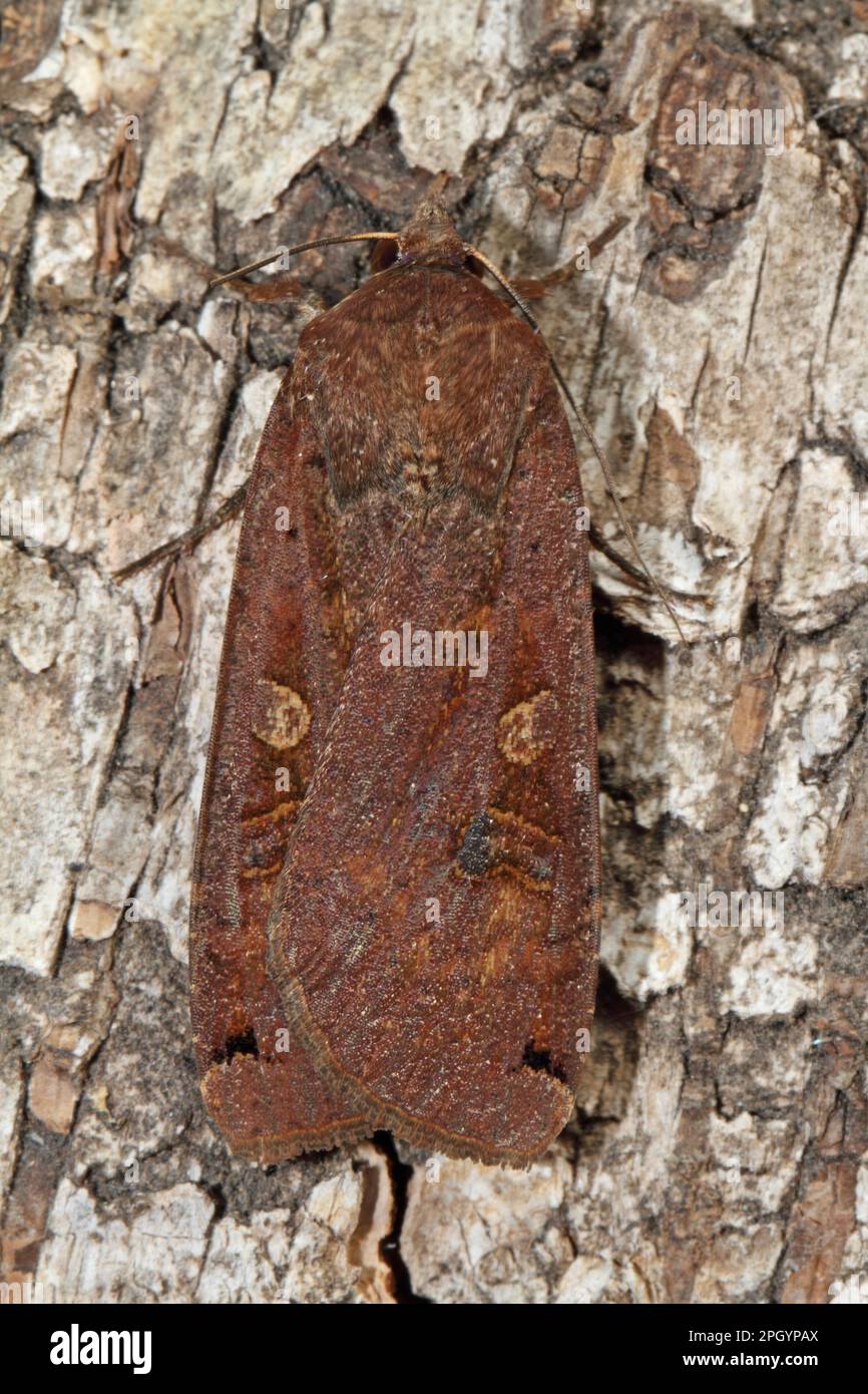 Caradrina rebeli hi-res stock photography and images - Alamy