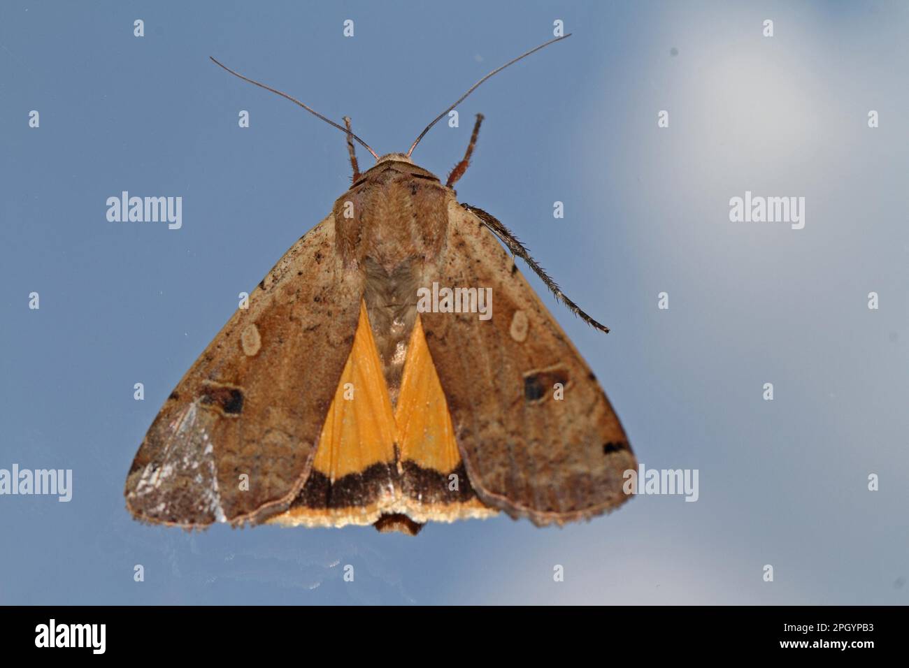 Paradrina rebeli hi-res stock photography and images - Alamy