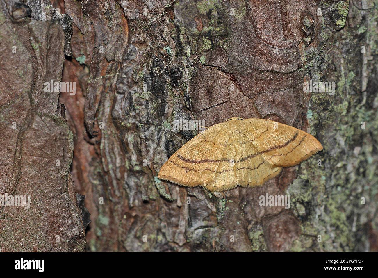 Red beech guertel moth Stock Photo - Alamy
