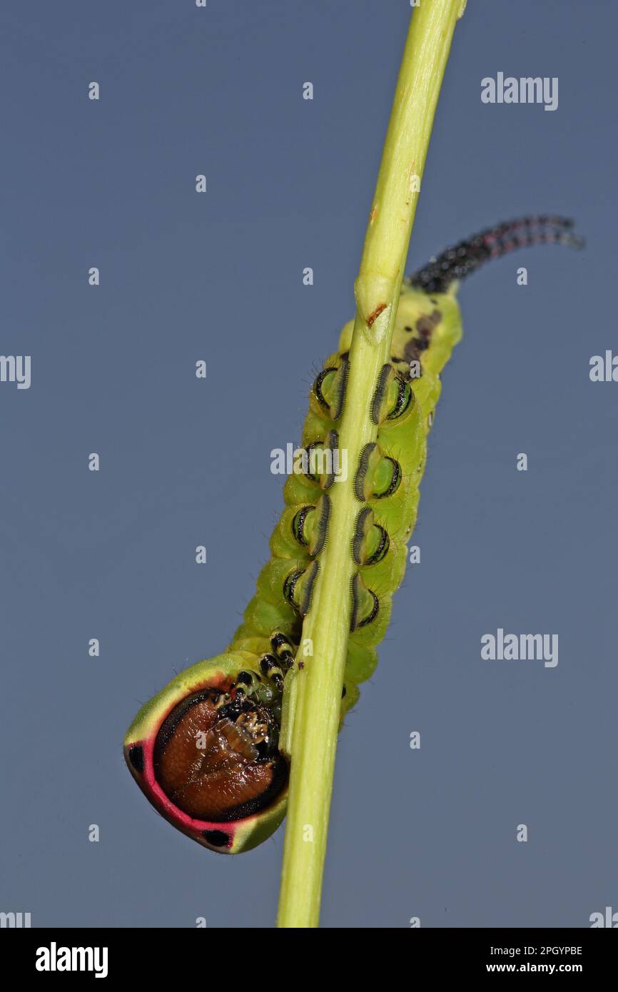 Greater fork tail Stock Photo - Alamy