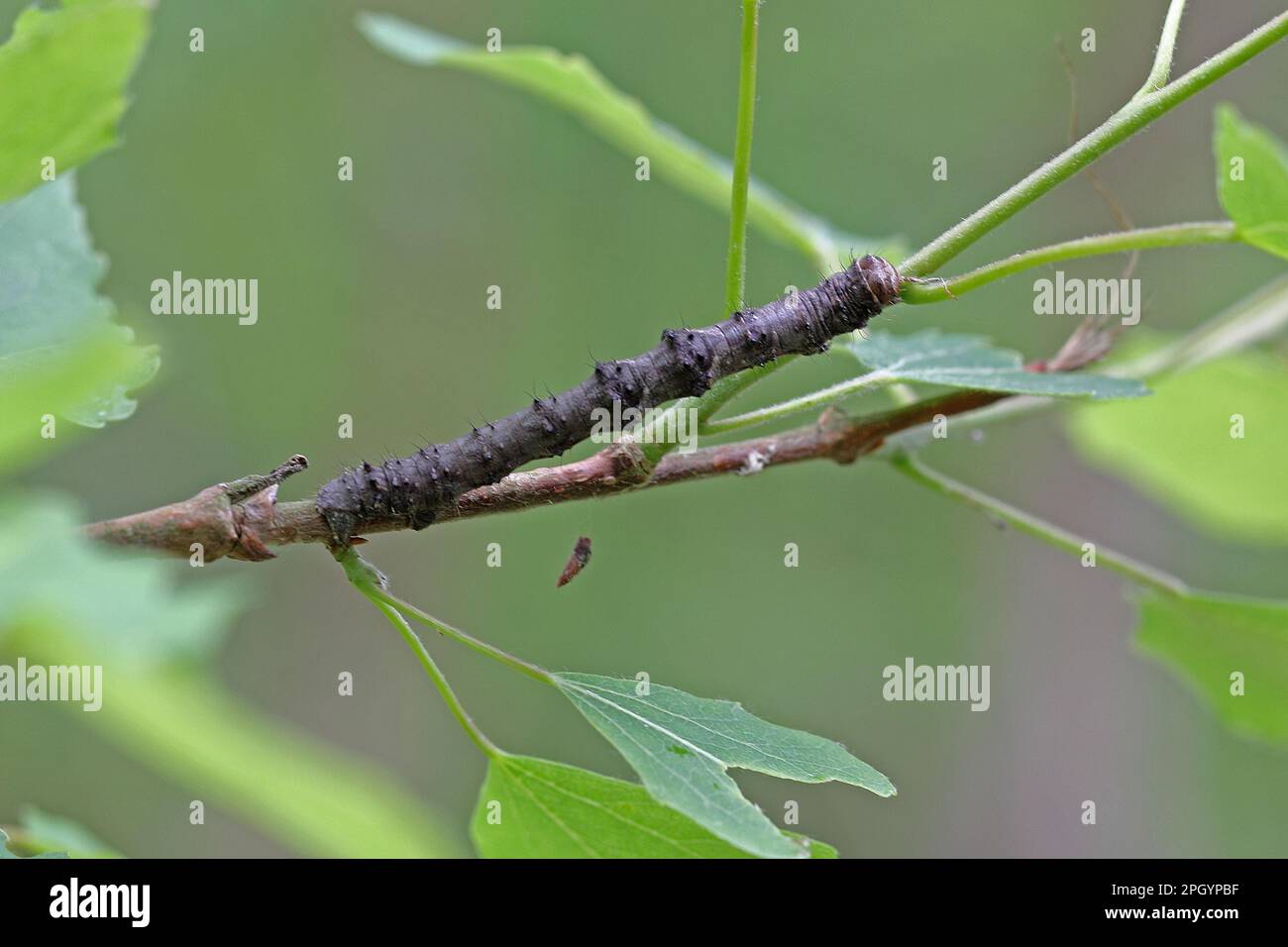 Snow peeper, caterpillar Stock Photo - Alamy