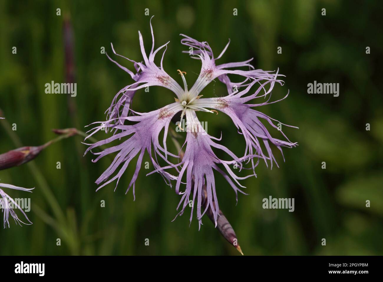 Large carnation hi-res stock photography and images - Alamy