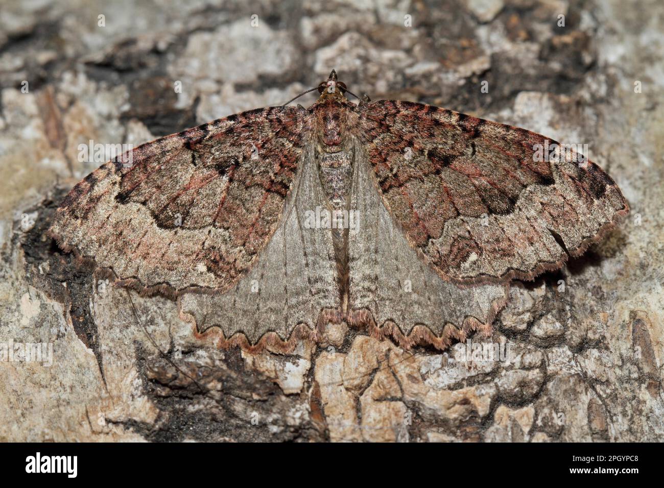 Olive brown cave moth Stock Photo - Alamy