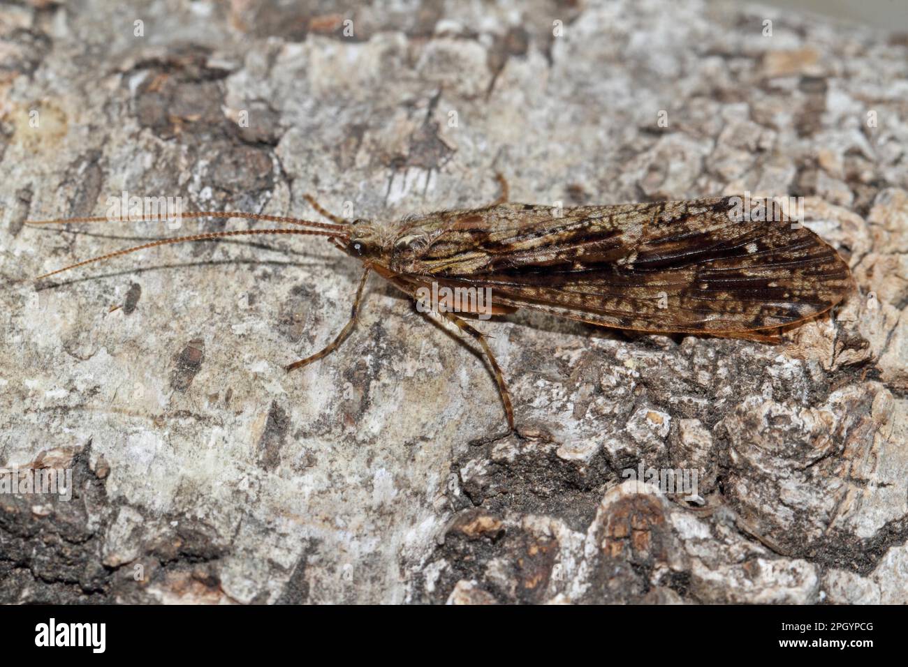 Adult caddis hi-res stock photography and images - Alamy