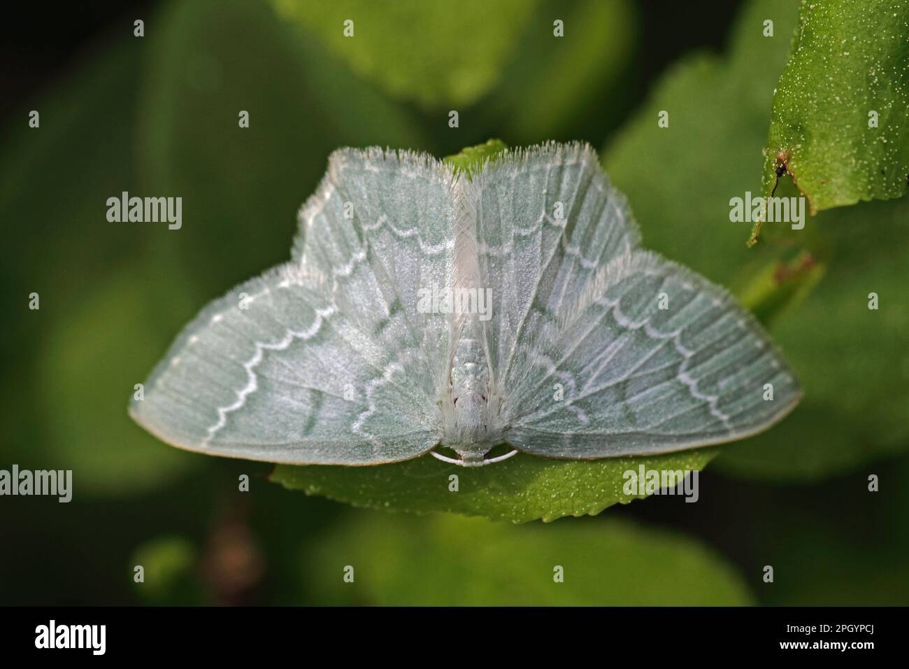 Blueberry green moth Stock Photo - Alamy