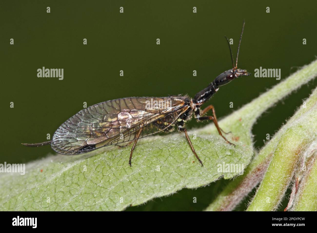 Sideways camel hi-res stock photography and images - Alamy
