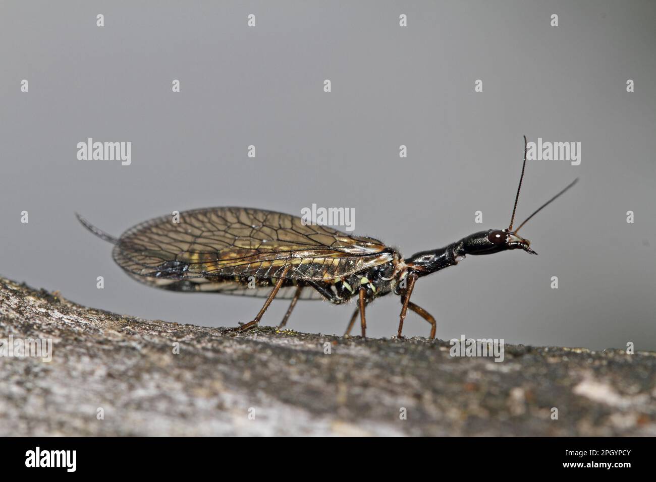 Camel neck fly Stock Photo - Alamy