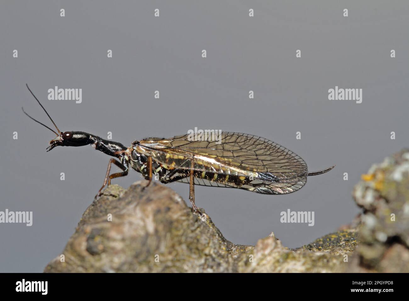 Camel neck fly Stock Photo - Alamy