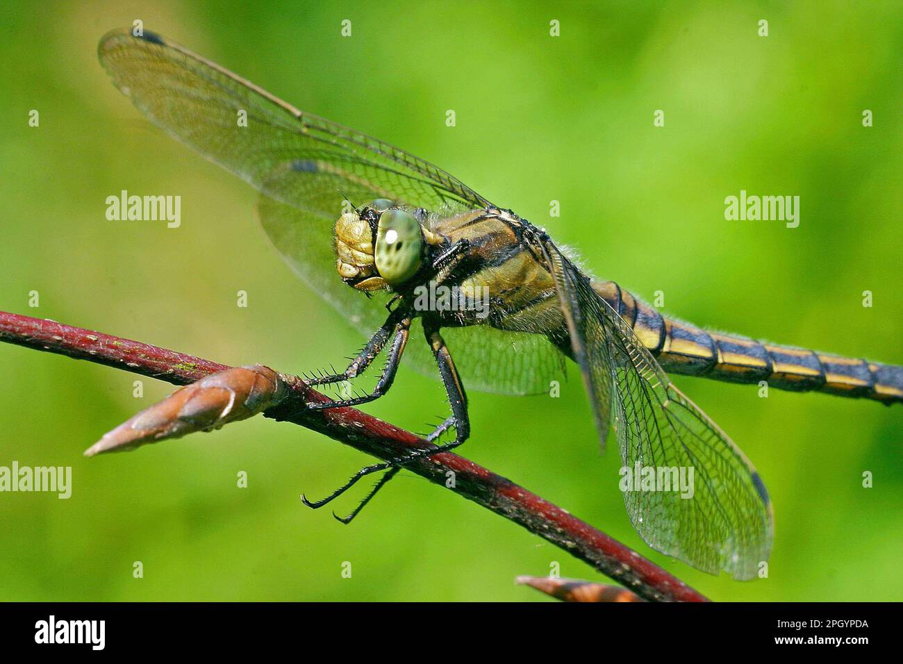 Female with arrow hi-res stock photography and images - Alamy