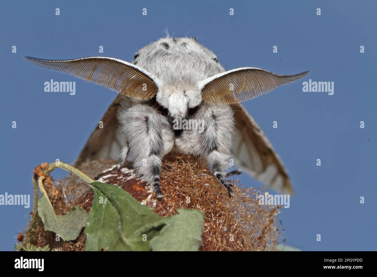 Greater fork tail Stock Photo - Alamy