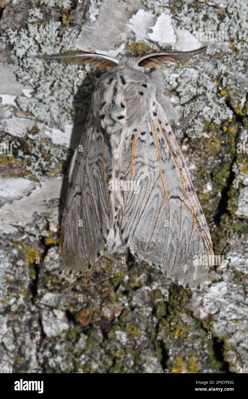 Fork tail hi-res stock photography and images - Alamy