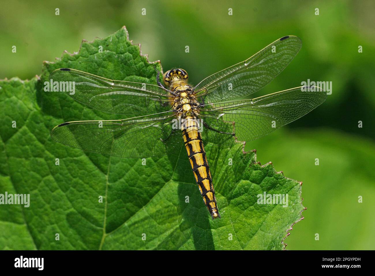 Large blue arrow, female Stock Photo - Alamy