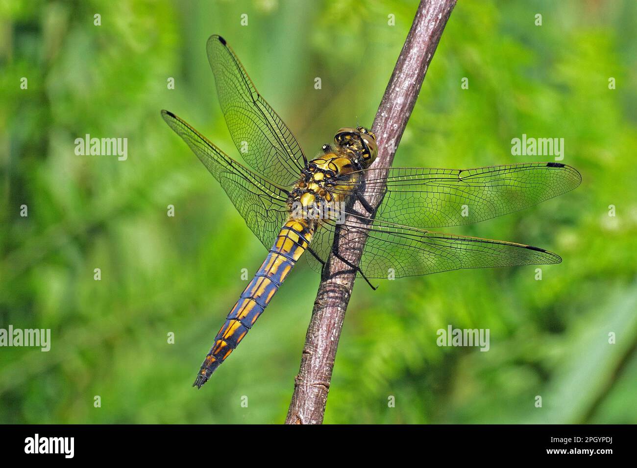 Large blue arrow, female Stock Photo - Alamy