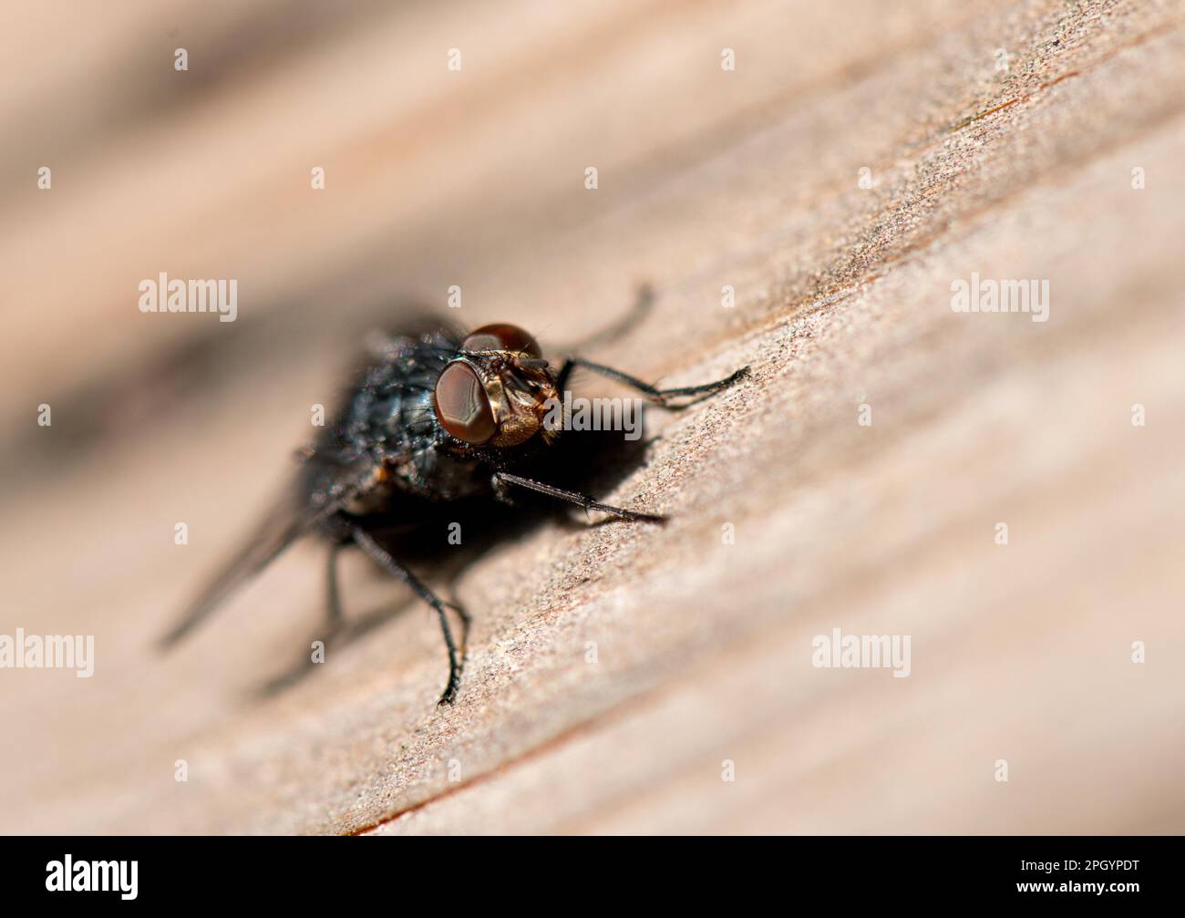 Mature blow me hi-res stock photography and images - Alamy