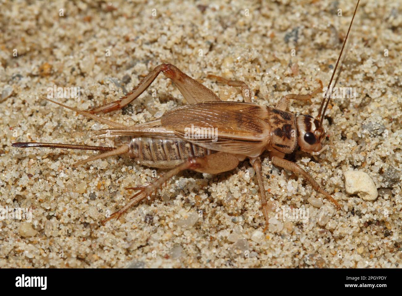 Cricket grill hi-res stock photography and images - Alamy