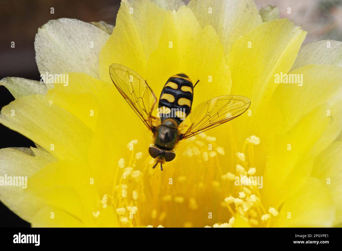 Moon spotted field hoverfly Stock Photo - Alamy