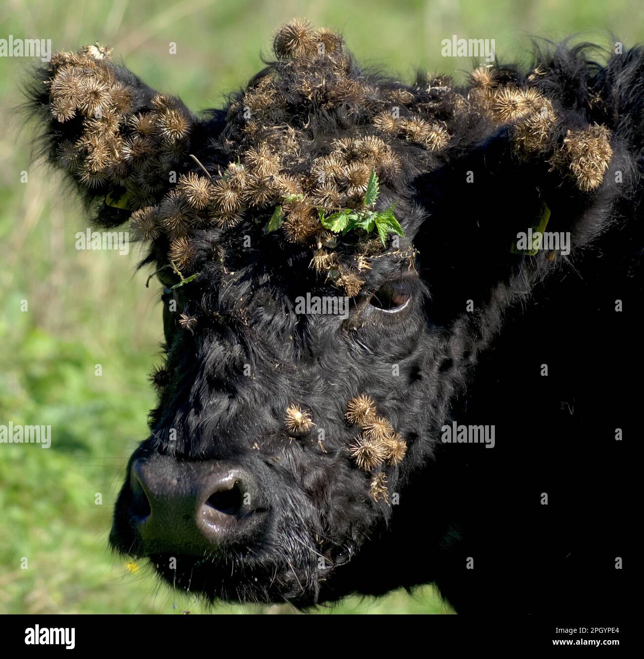 Galloway cattle, head covered with burrs Stock Photo - Alamy