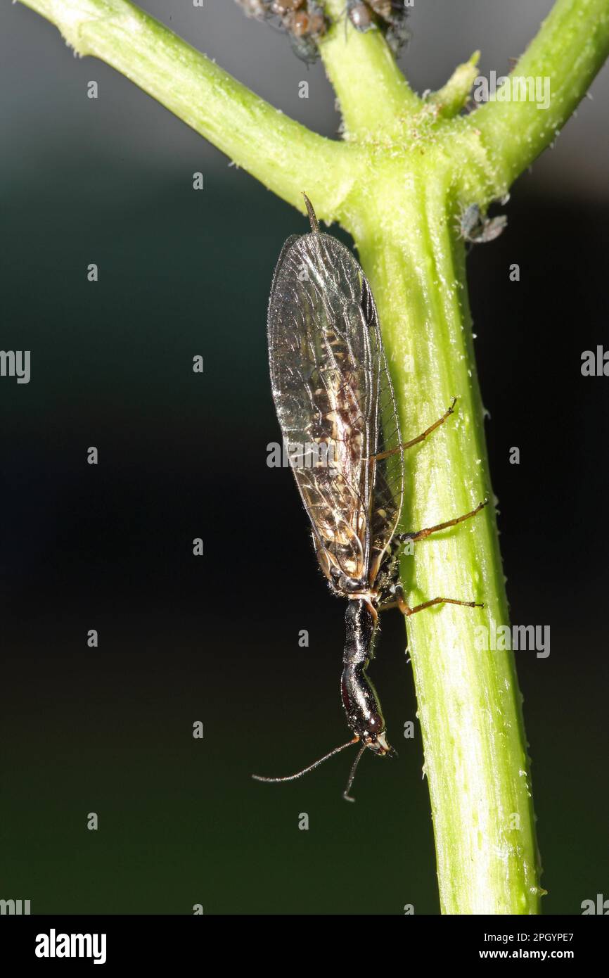 Camel neck fly Stock Photo - Alamy