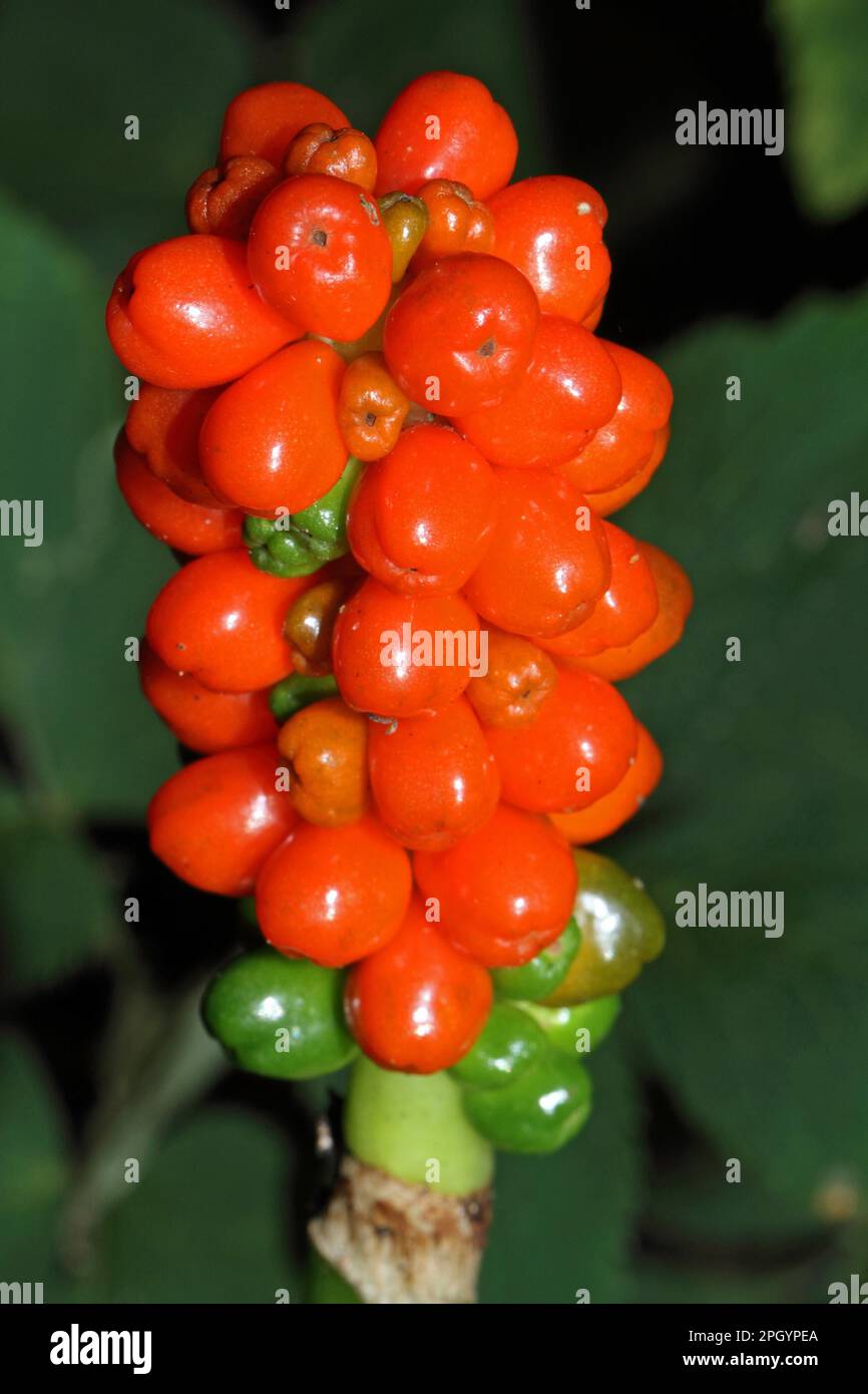 Wild Arum (Arum maculatum Stock Photo - Alamy