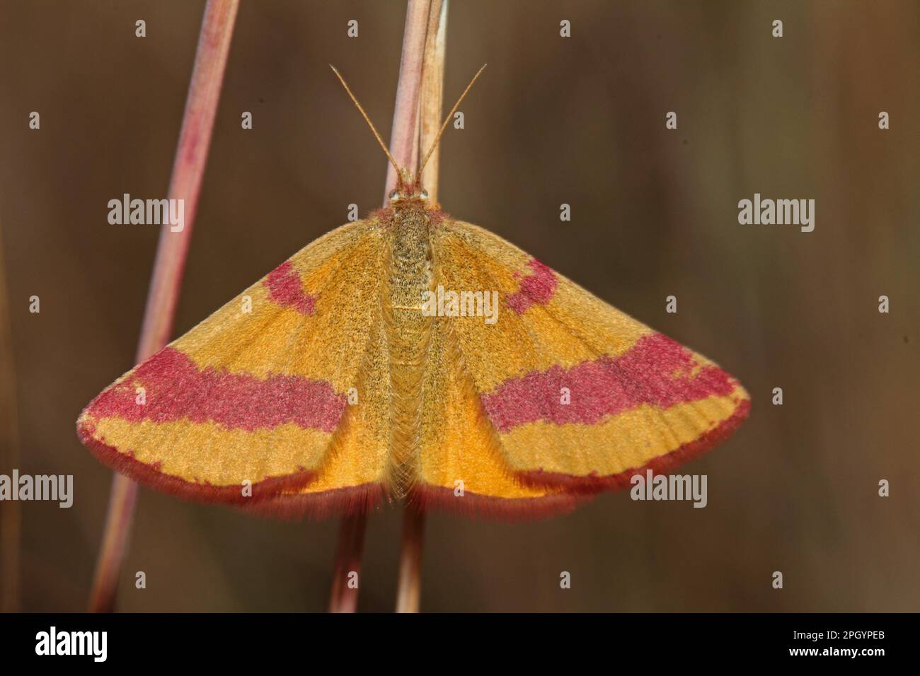Sorrel purple moth Stock Photo - Alamy