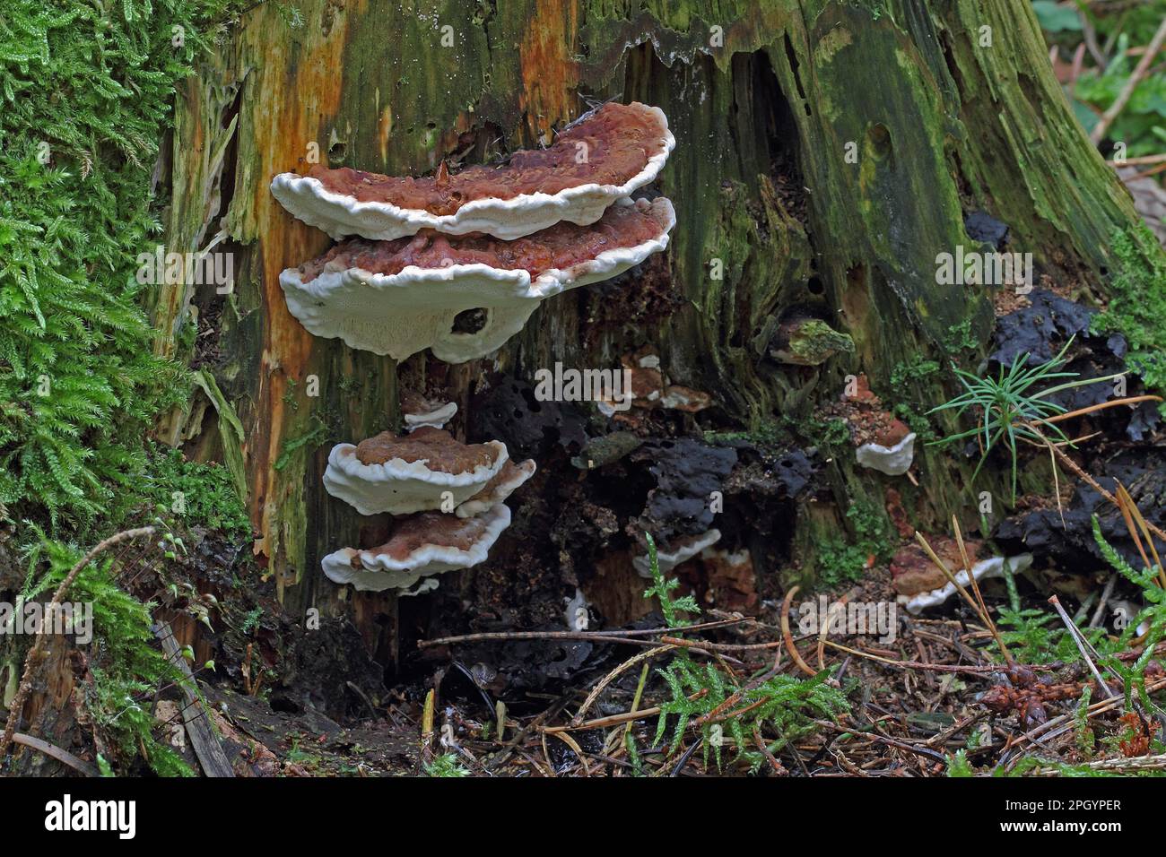 Common root rot Stock Photo - Alamy