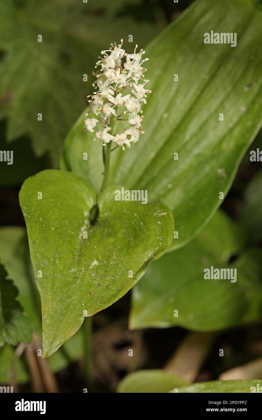 Two-leaved shade flower Stock Photo - Alamy