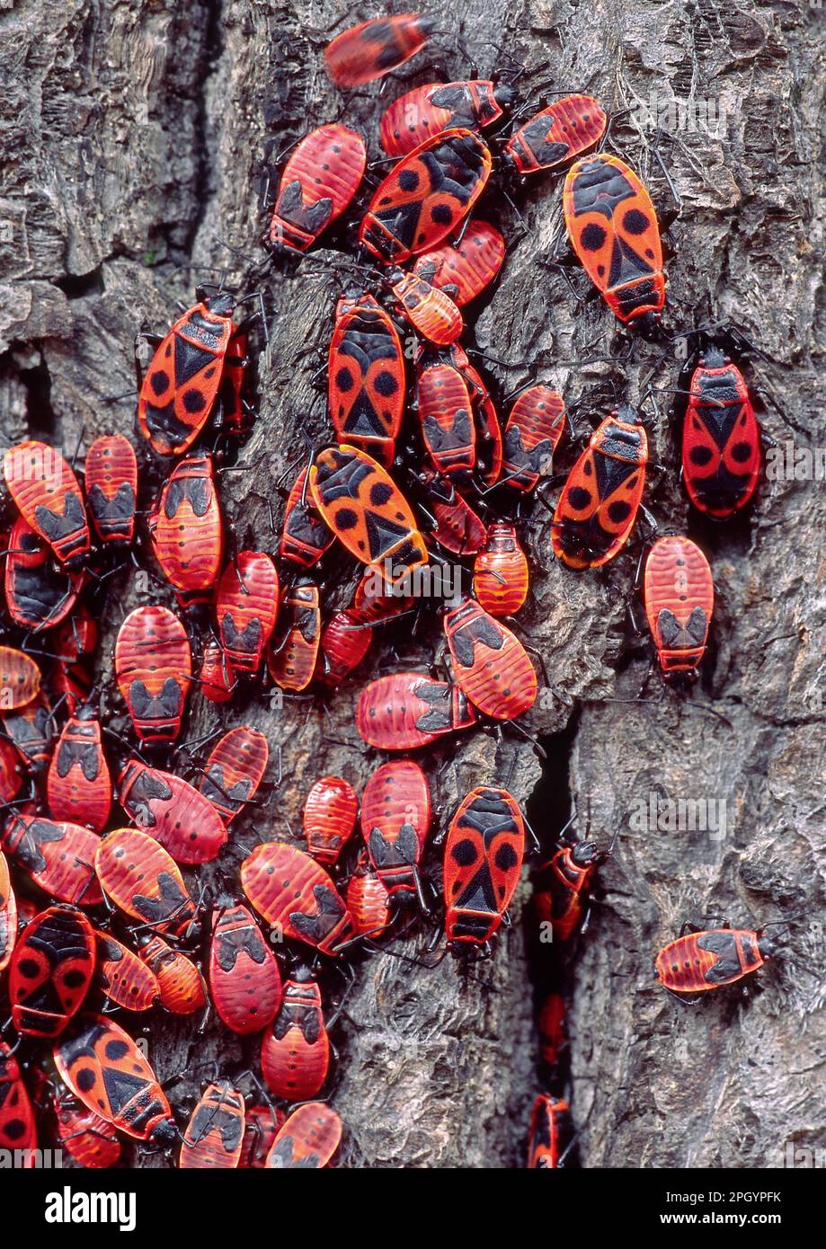 Fire bugs hi-res stock photography and images - Alamy