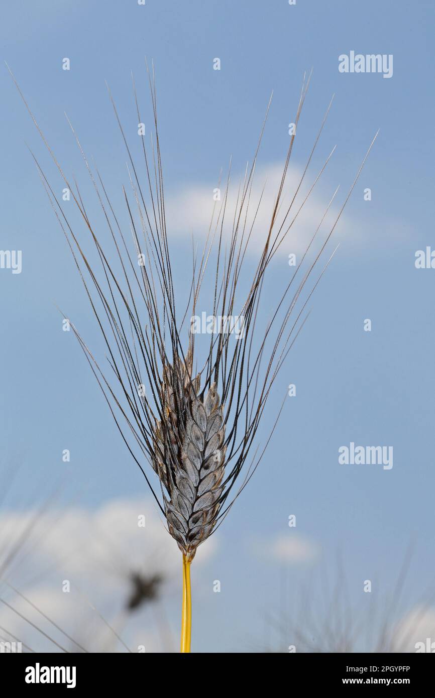 Black emmer hi-res stock photography and images - Alamy