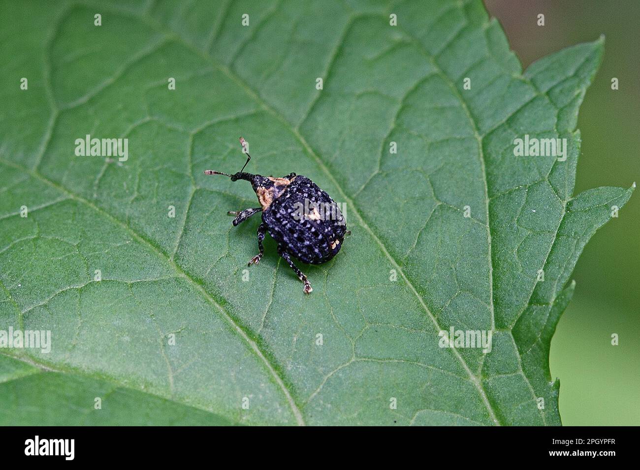 Root weevil beetle hi-res stock photography and images - Alamy