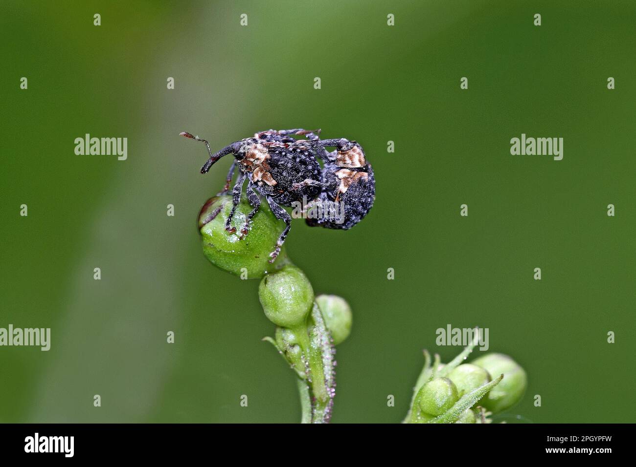 Dark brown root scraper Stock Photo - Alamy
