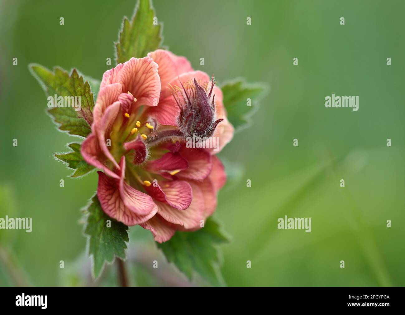 Perennial root herb hi-res stock photography and images - Alamy