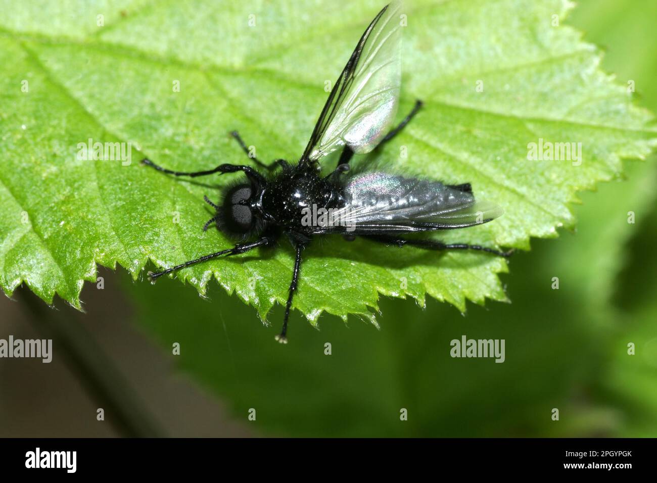 St marks fly march hi-res stock photography and images - Alamy