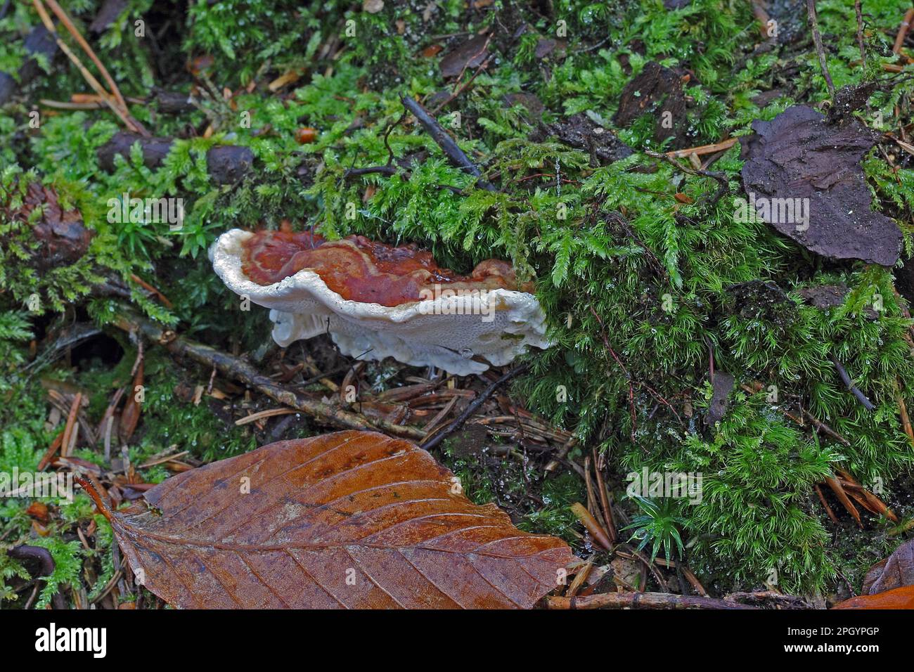 Common root rot hi-res stock photography and images - Alamy
