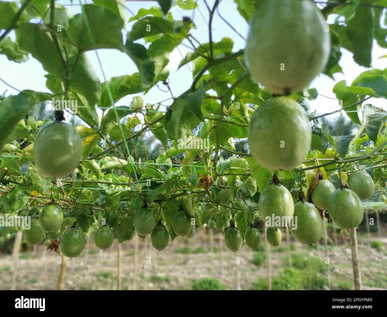 passiflora edulis creeping fruits hanging on the stem at the farm Stock ...