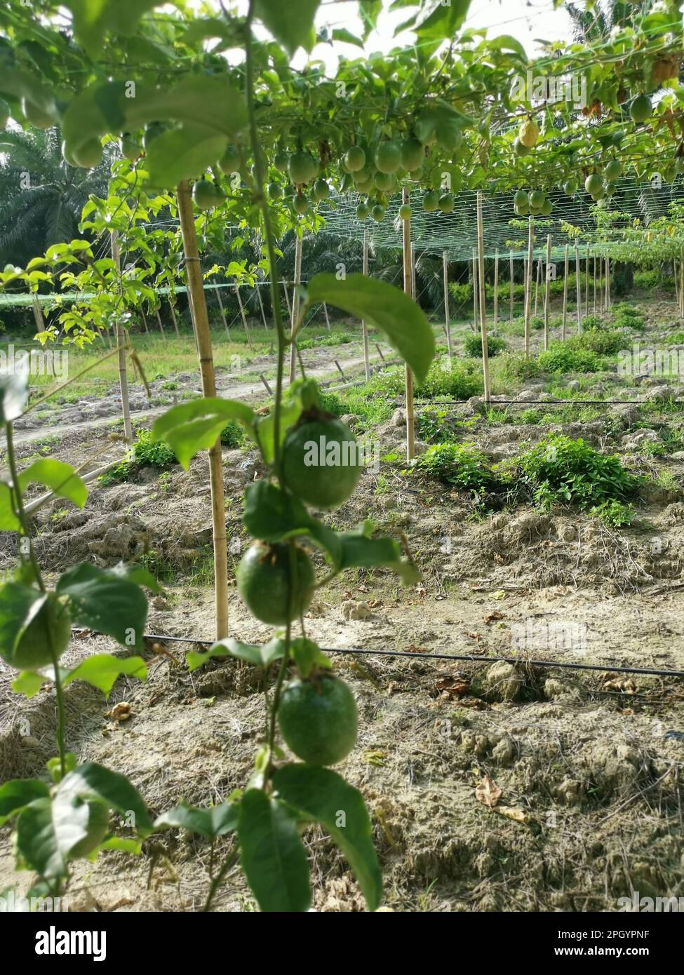 passiflora edulis creeping fruits hanging on the stem at the farm Stock ...