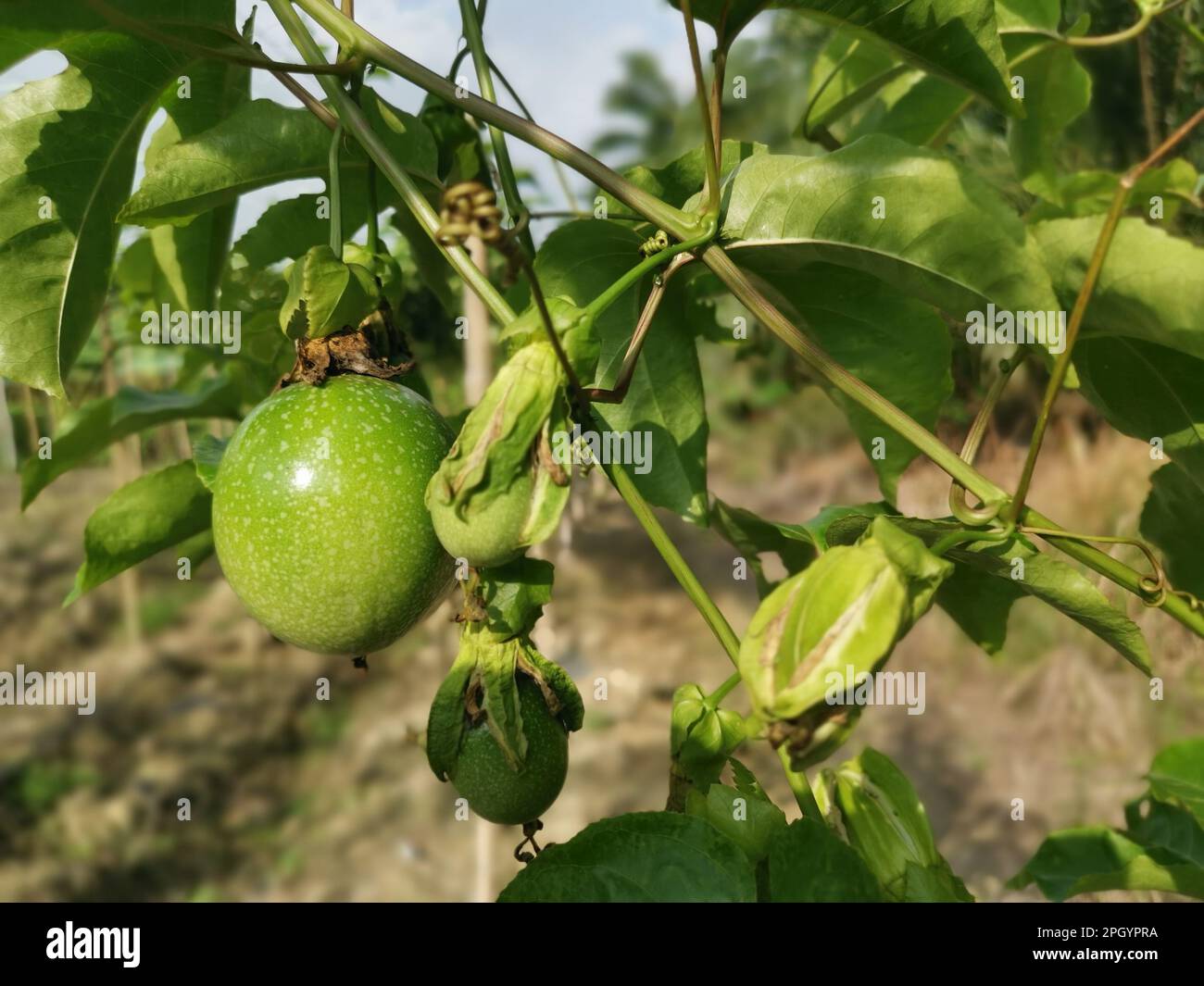 passiflora edulis creeping fruits hanging on the stem at the farm Stock ...