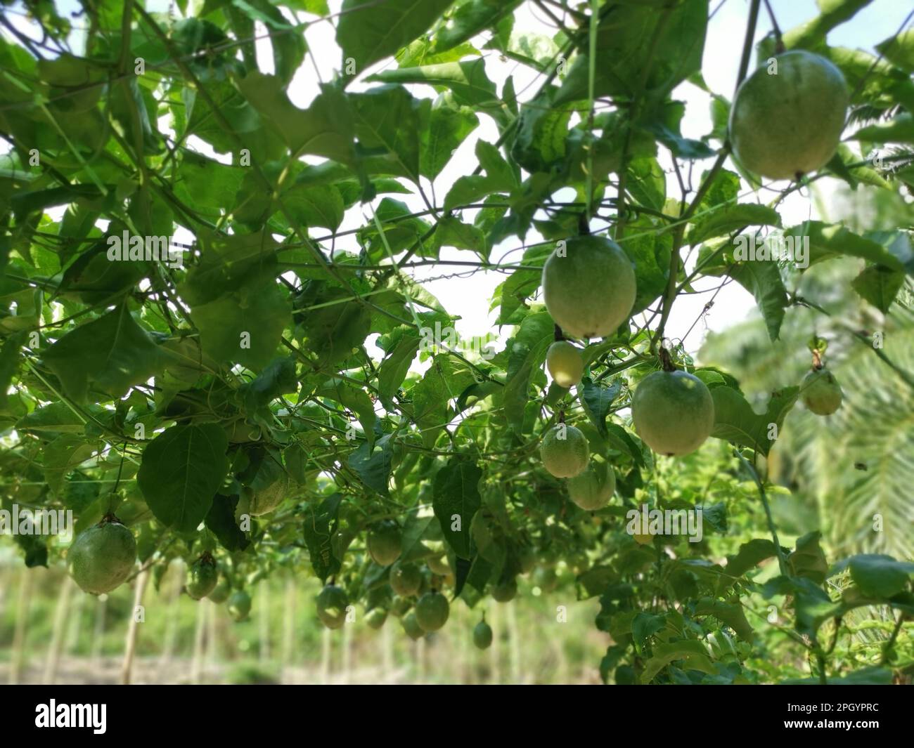 passiflora edulis creeping fruits hanging on the stem at the farm Stock ...