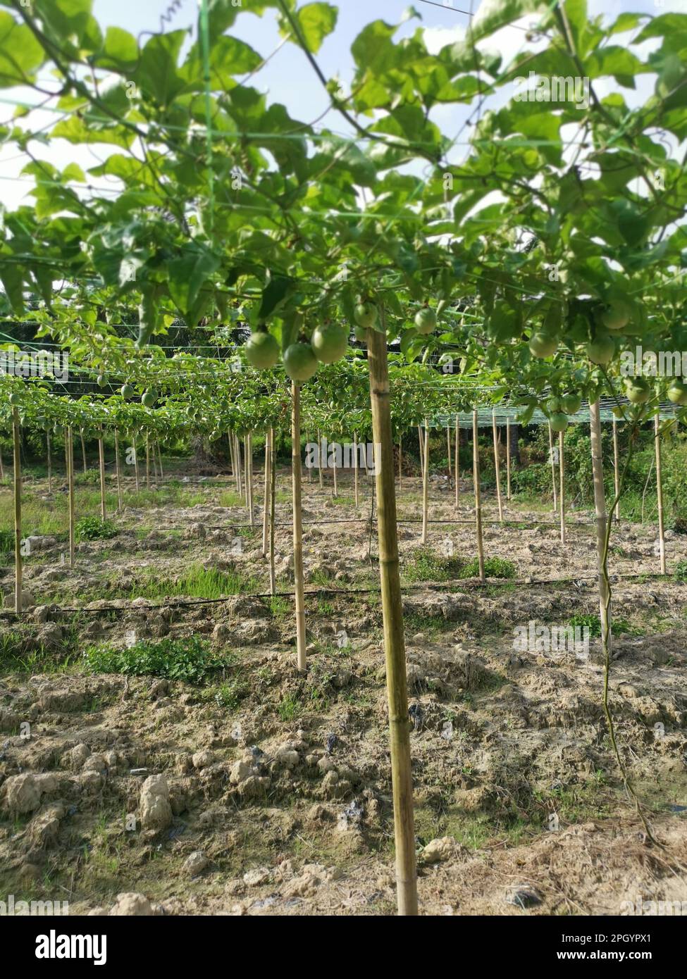passiflora edulis creeping fruits hanging on the stem at the farm Stock ...