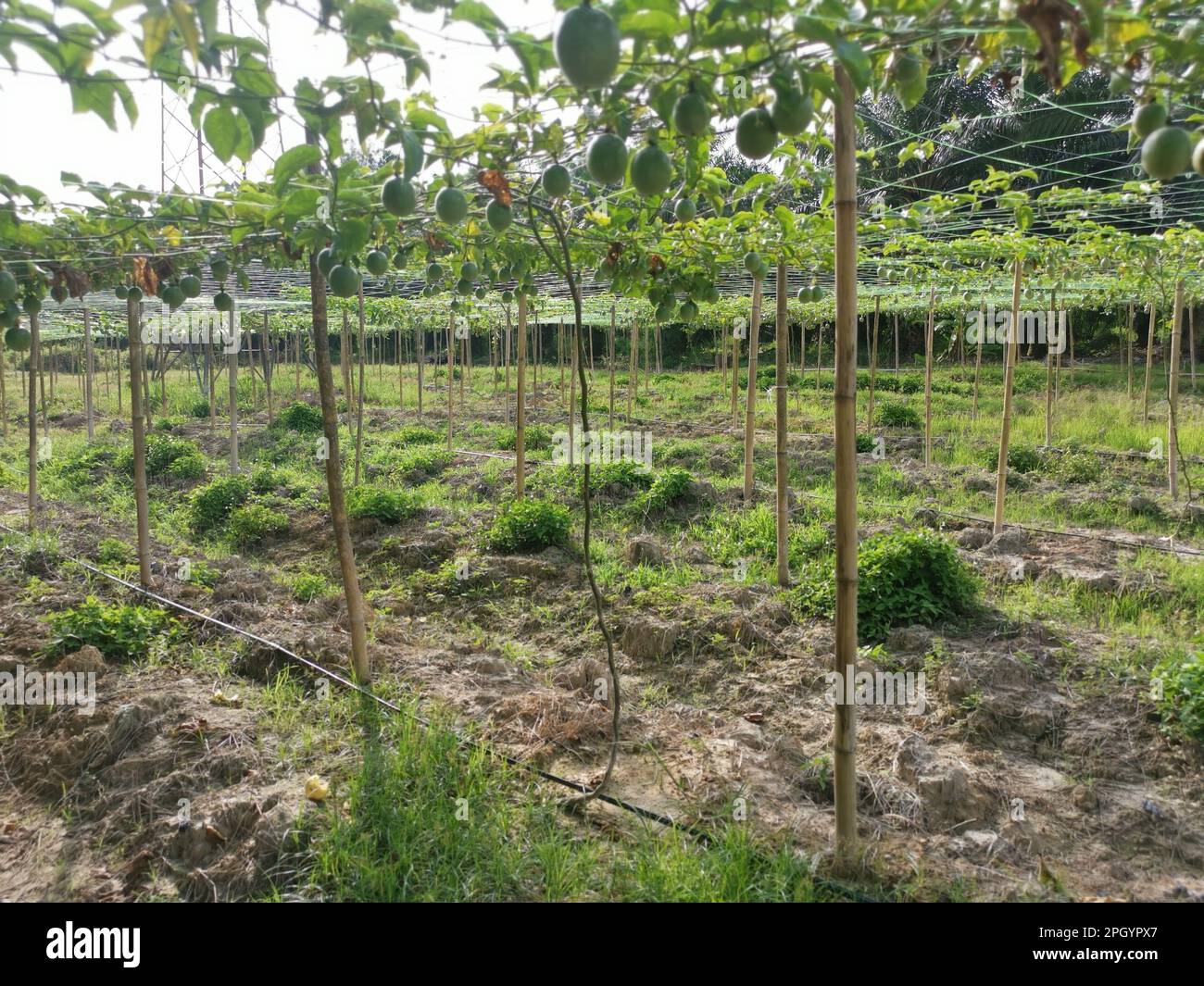 passiflora edulis creeping fruits hanging on the stem at the farm Stock ...