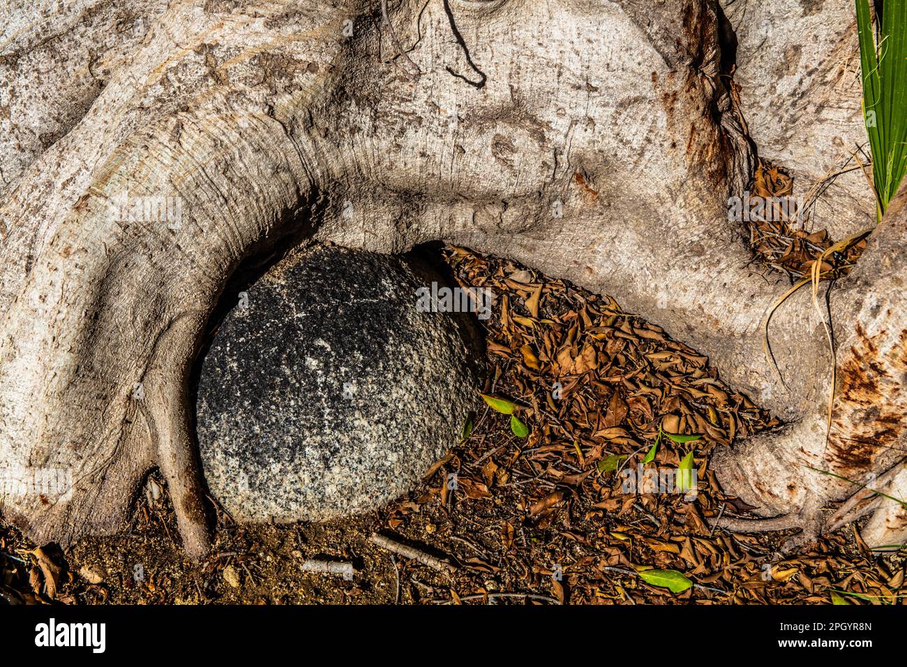 Cannonball grown into tree root, Garden courtyards, Archaeological ...