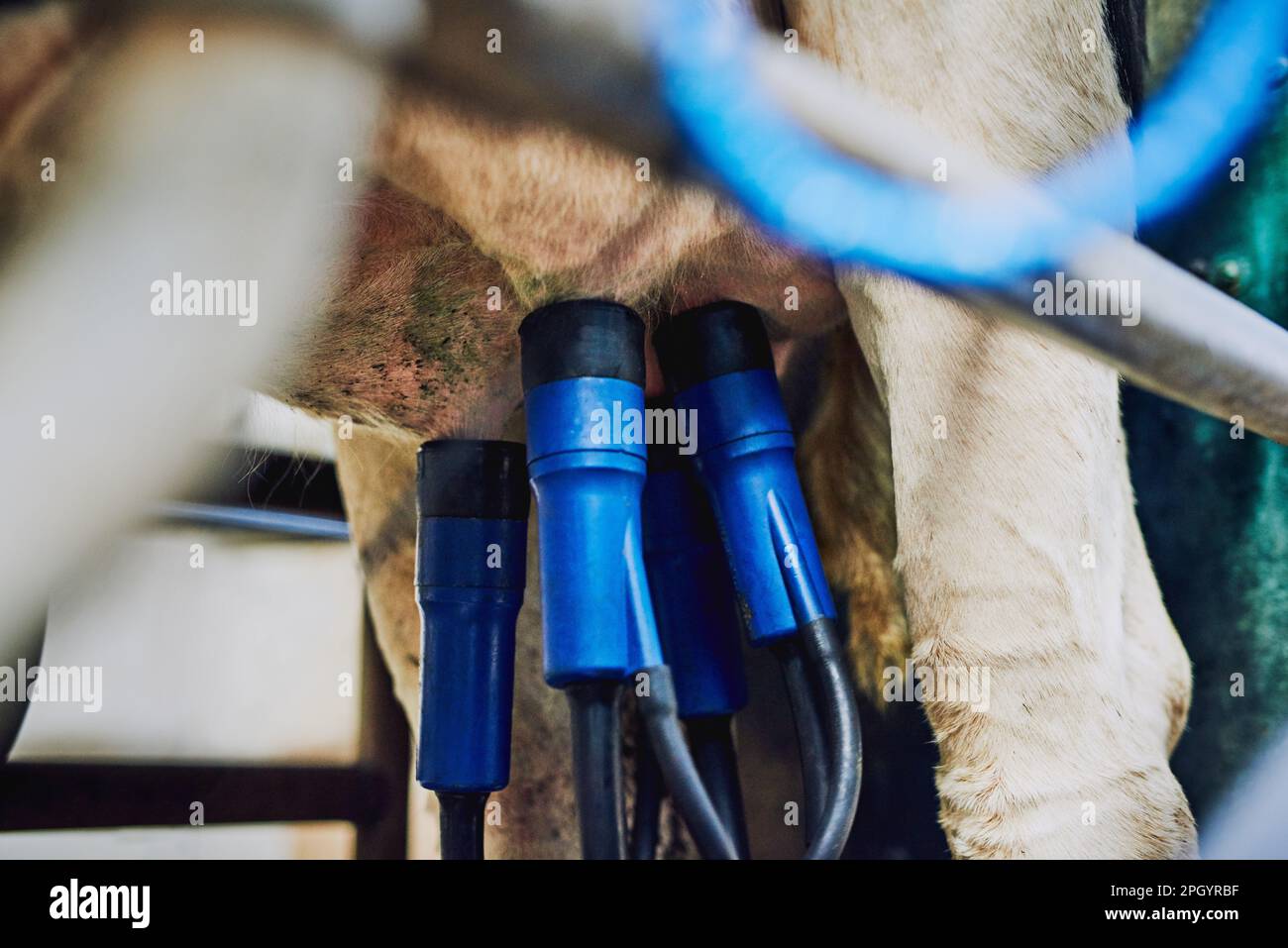 Mechanical milking. Low angle shot of a cow being mechanically milked ...