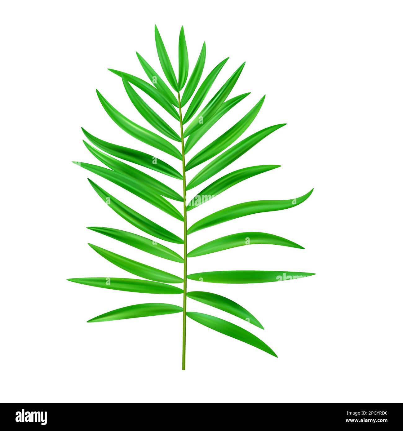 Jungle exotic leaf. tropical leaves Stock Vector Image & Art - Alamy